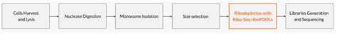 Ribosome Profiling Enhance Ribo Seq Efficiency With Ribopools