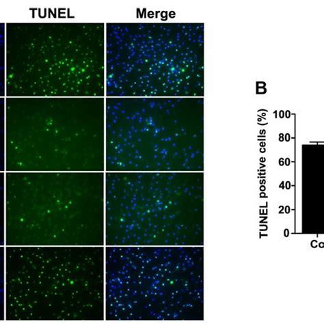 Immunofluorescence Staining Of Cleaved Caspase 3 Expression In
