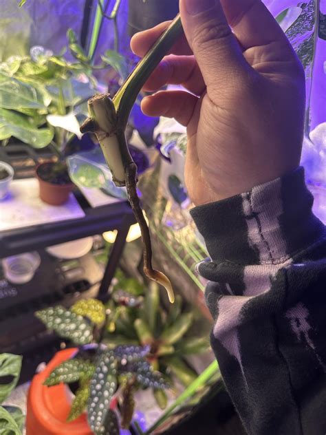 Root Propagation Growth Rmonstera