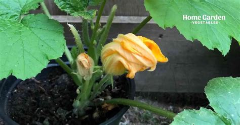 How To Grow Squash In Containers Home Garden Vegetables