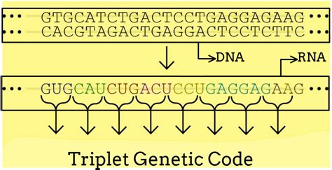 What Is The Genetic Code Write Its Four Salient Features Draw A Diagram Of T Rna
