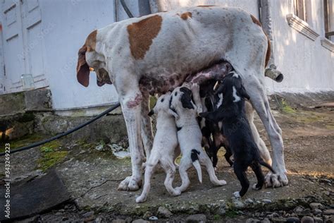Dog With Puppies English Pointer And Young Dogs Puppies Suck Moms