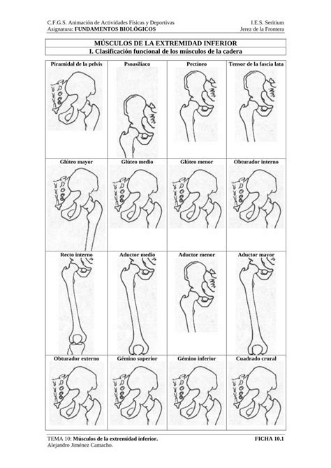 PDF M SCULOS DE LA CADERA SCULOS DE LA CADE PDF FilePiramidal De La Pelvis O Piriforme
