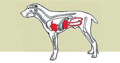 Understanding Canine Parvovirus Symptoms Treatment And Prevention
