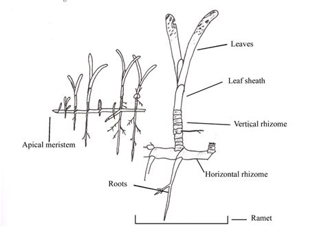 1 Schematic Of A Seagrass Plant With Strap Like Leaves Showing