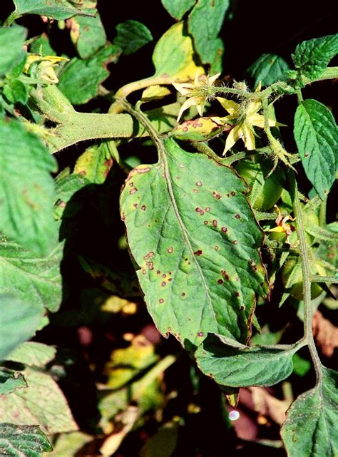 Bacterial Diseases Of Tomato Bacterial Spot Bacterial Speck And Bacterial Canker Ontarioca