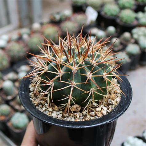 Melocactus Intortus P Miller Urban Real Live Succulent Cactus Pla Succulent Zone