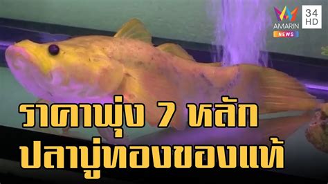 ปลาบู่ทองของจริง นักเล่นปลาขอซื้อราคาพุ่ง 7 หลัก Youtube
