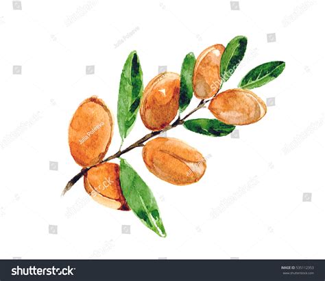 284 수채화 아르간 이미지 스톡 사진 및 벡터 Shutterstock
