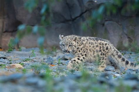 Rare Snow Leopard Cub Makes Historic First Appearance At Chester Zoo