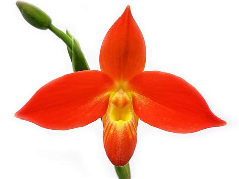 Phragmipedium Besseae — Ecuagenera Orquídeas Del Ecuador