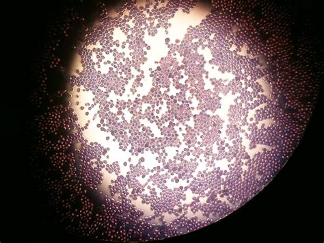Bread Yeast Can Help Humans Explore Space Sciworthy