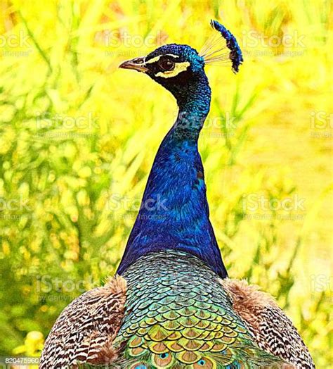 Beautiful Blue Male Peacock Peafowl Bird Outdoors East Angila Stock