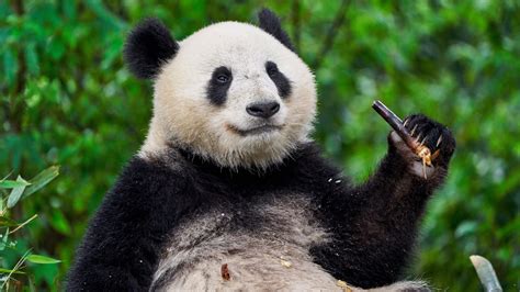 Morreu Panda Gigante Oferecido Pela China A Taiwan Observador