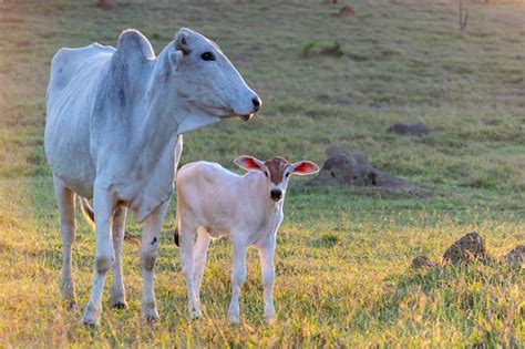 Premium Photo Nellore Cattle Calf And Cow On Pasture