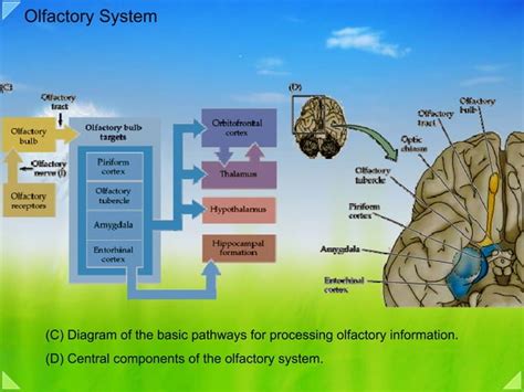 03 Auditory Smell And Taste Signal Processing Pdf Biological Sciences