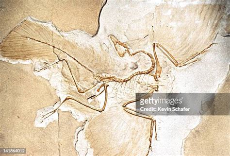 Jurassic Period Photos And Premium High Res Pictures Getty Images