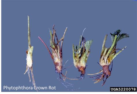 Uk Diseases Of Fruit Crops And Ornamentals Crown Rot Of Strawberry