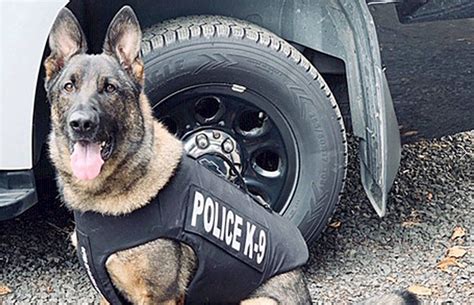 Get To Know Asheville Police Departments K9 Officers The City Of Asheville