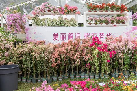 2023深圳簕杜鹃展图片浏览 2023深圳簕杜鹃展图片下载 酷吧图库