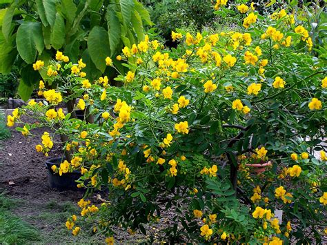 10 Plantas De Exterior Para Terrazas