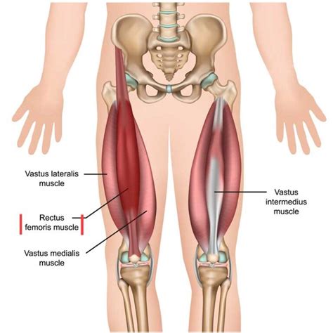 Rectus Femoris Origin Insertion Action Innervation The Wellness