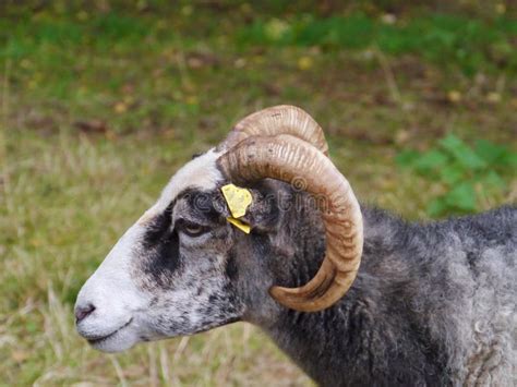 Una Oveja Lanosa Imagen De Archivo Imagen De Agricultura 34702051