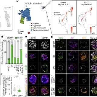 PDF A Model Of The Post Implantation Human Embryo Derived From