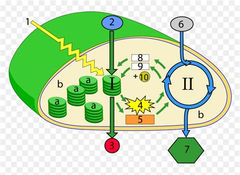 Well Labeled Diagram Of Chloroplast