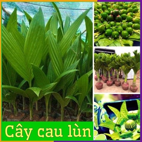 CÂy GiỐng Cau TỨ QuÝ Cau Lấy Quả ăn Trầu Shopee Việt Nam