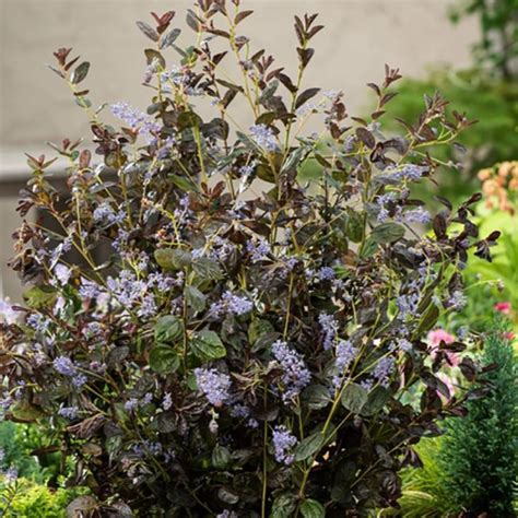Ceanothus Tuxedo Amerikaanse Sering Kopen Het Groene Paradijs