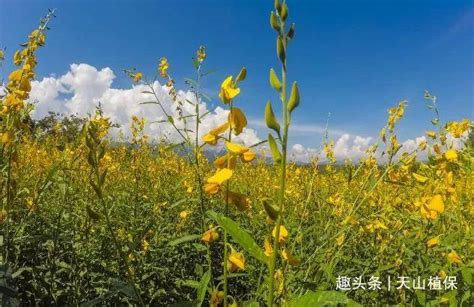 农村常见的植物，被称为“假花生”，民间将它当作炎症克星！