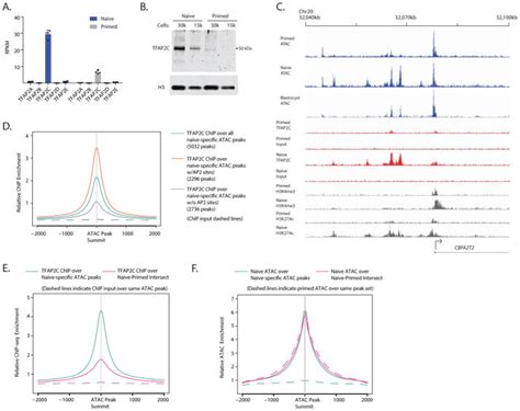 Tfap2c Regulates Transcription In Human Naive Pluripotency By Opening
