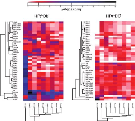 Cluster Analysis Of Proteins Identified For Hla Dr And Hla Dq The Download Scientific Diagram