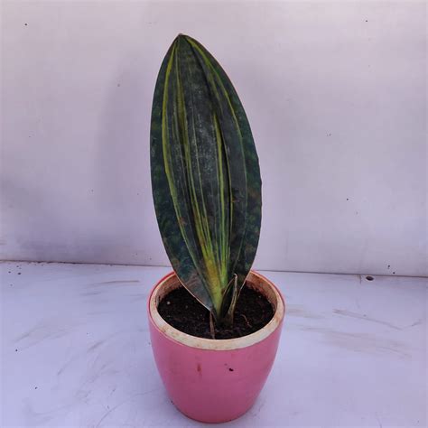 Sansevieria Masoniana Variegata Mini Nurserybuy
