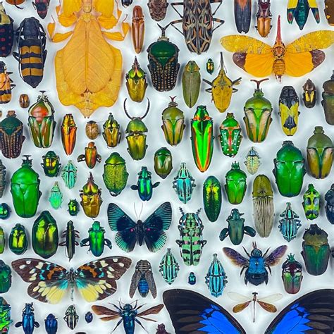 Entomology Etsy
