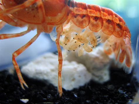 Mexican Dwarf Orange Crayfish Is Giving Birth Shrimp Tank