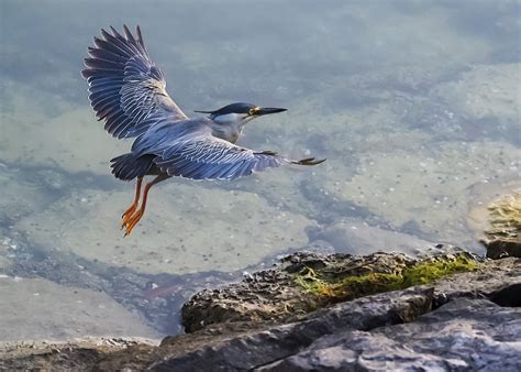 Free Images Sea Water Nature Bird Wing Animal Wildlife Wild