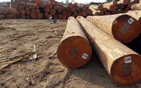 Eucalyptus Pulp Making Solution