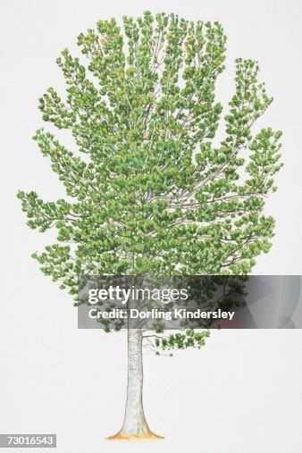 Pinus Albicaulis Whitebark Pine With Grey White Bark And Leafy Foliage