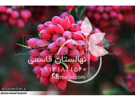 درخت زرشک،نهال زرشک،بذر زرشک، محصولات نهال در پارس