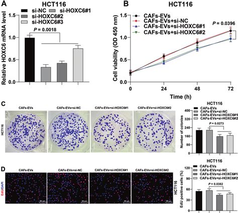 MiR 34b 5p Targeted HuR Expression Thereby Inhibiting The Binding Of