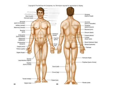 Anatomy Chapter Diagram Quizlet