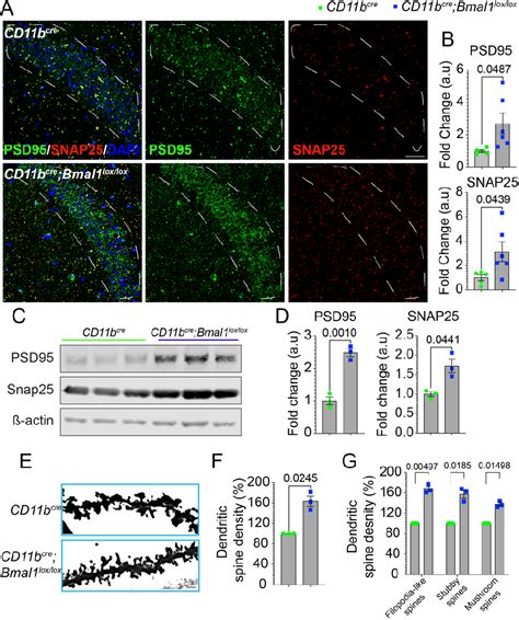 Figure 1 From Myeloid De Ciency Of The Intrinsic Clock Protein BMAL1