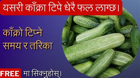 काँक्रो टिप्ने समय र तरिका यसरी काँक्रा टिपे धेरै फल लाग्छ