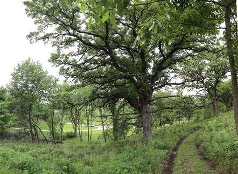 Home Driftless Prairies Native Ecosystems