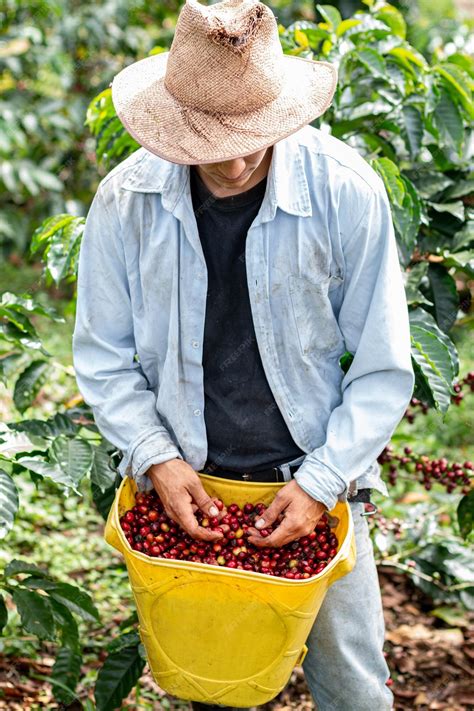 잘 익은 커피 원두로 가득 찬 용기를 가진 젊은 커피 피커의 수직 사진 프리미엄 사진
