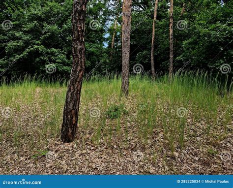 Light Pine Forest With Grass Undergrowth A Pleasant Place For Lovers
