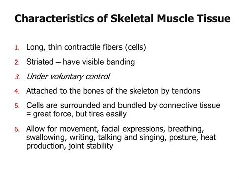 Muscular System Physiology Ppt
