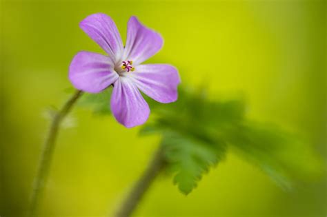 Herb Robert